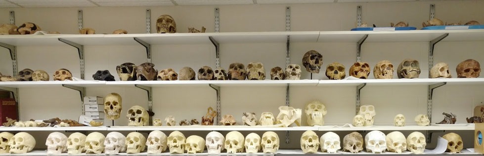 Biological Anthropology Lab - Anthropology Department - Grand Valley ...