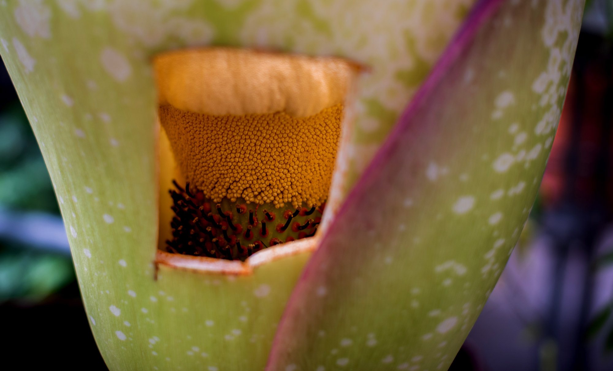 A momentary, smelly sensation: Watch time-lapse video of GVSU's corpse ...