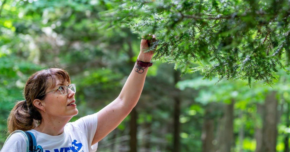 Grant helps GVSU team monitor invasive species in Michigan forests - GVNext