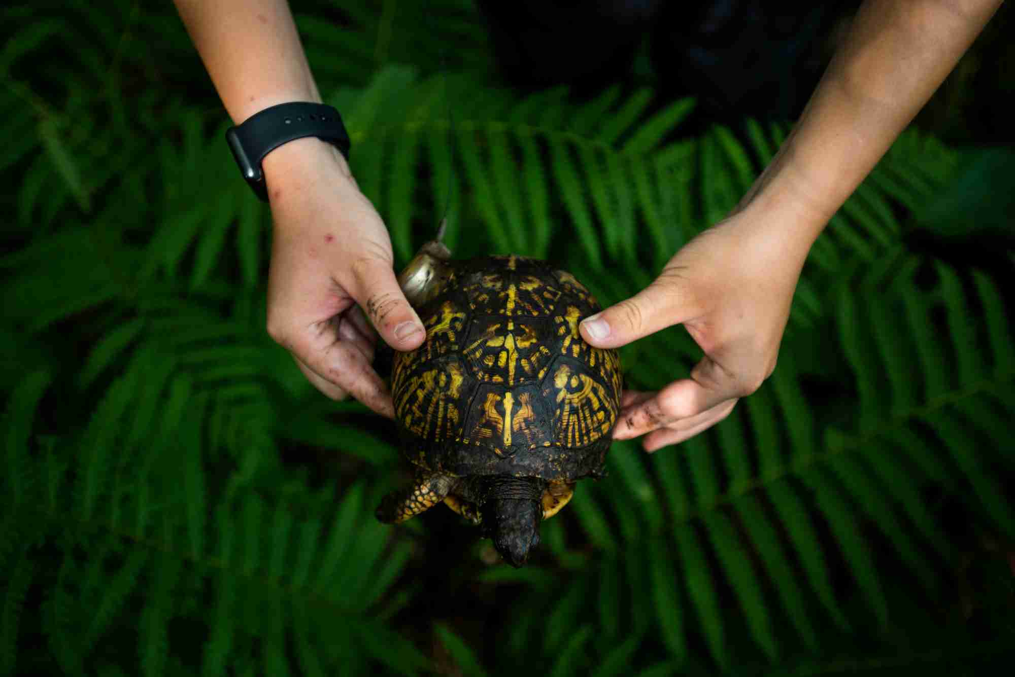 Slow and steady, with a head start: GVSU biology researchers, local zoo ...