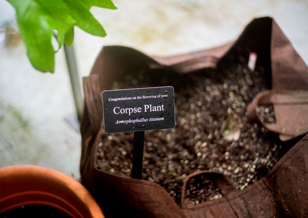 The GVSU greenhouse got its day in the sun when the corpse flower ...