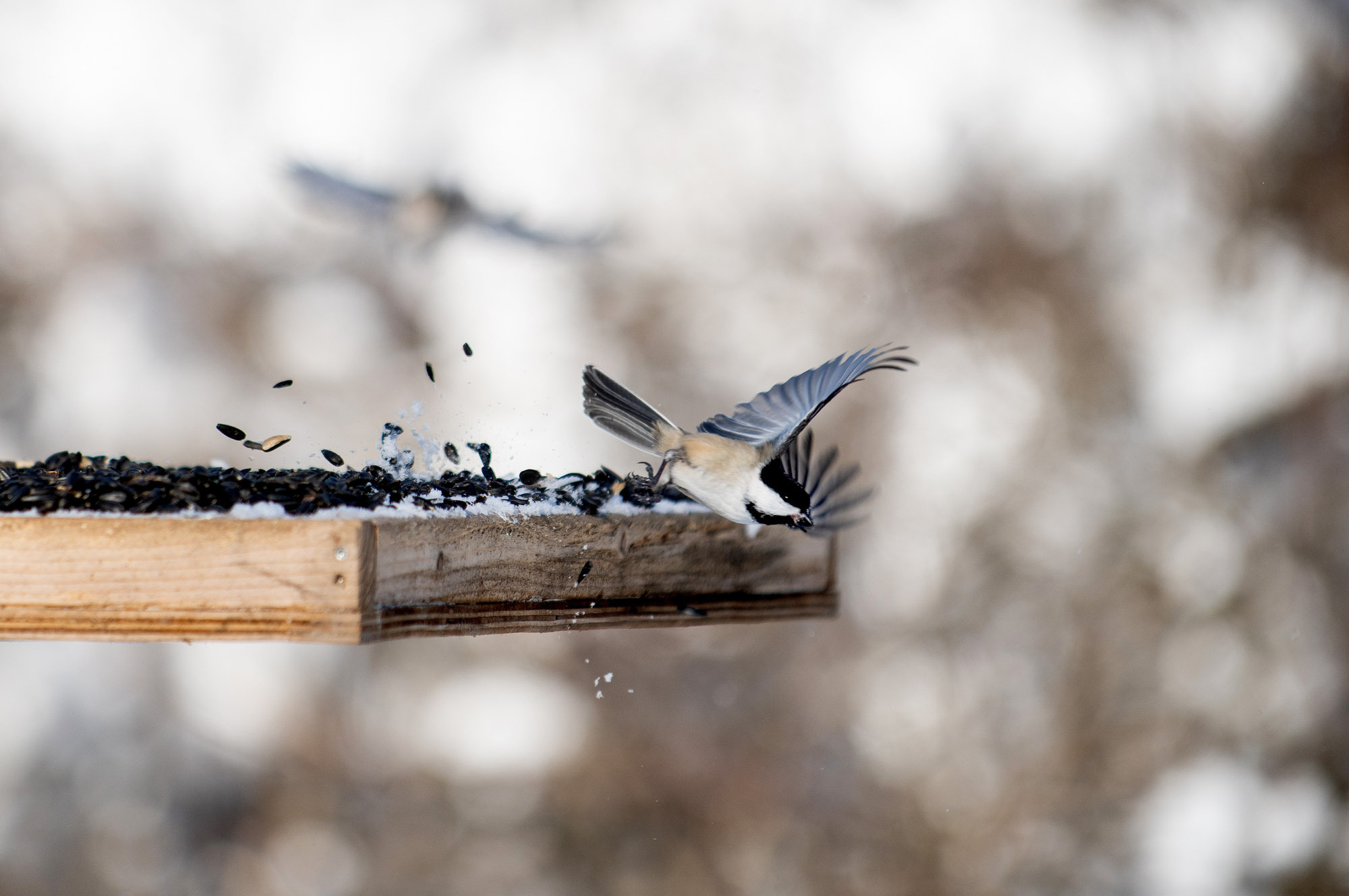Arboretum offers right setting for field study on feeding habits of ...