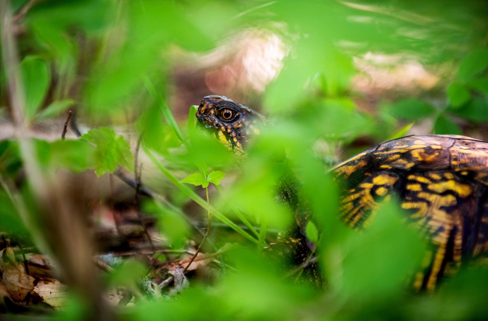 Young turtles that are focus of collaborative conservation effort ...