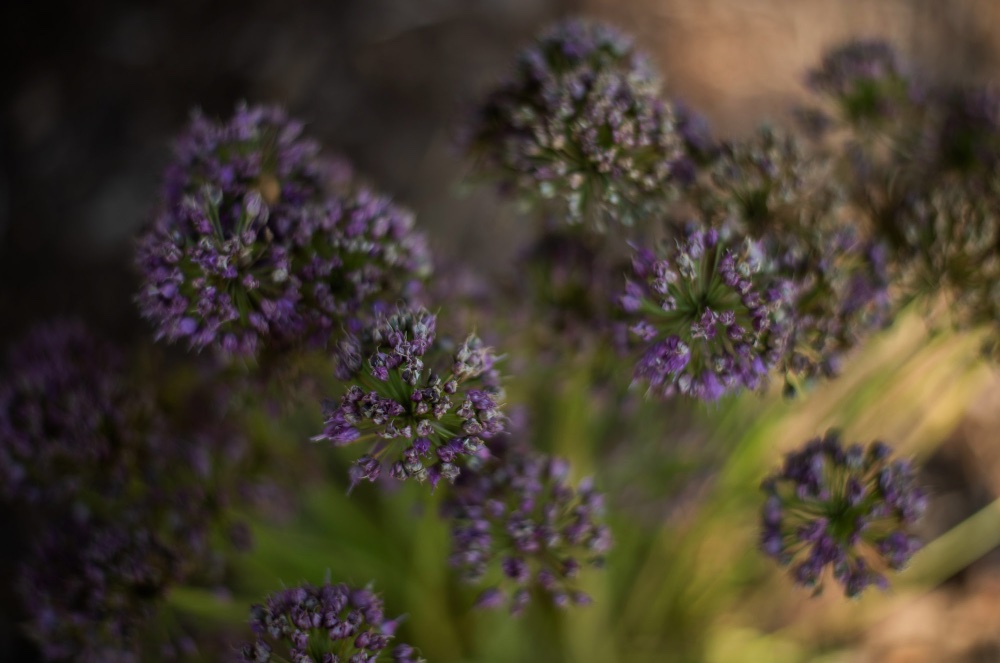 Marcia J. Haas Garden dedicated - GVNext