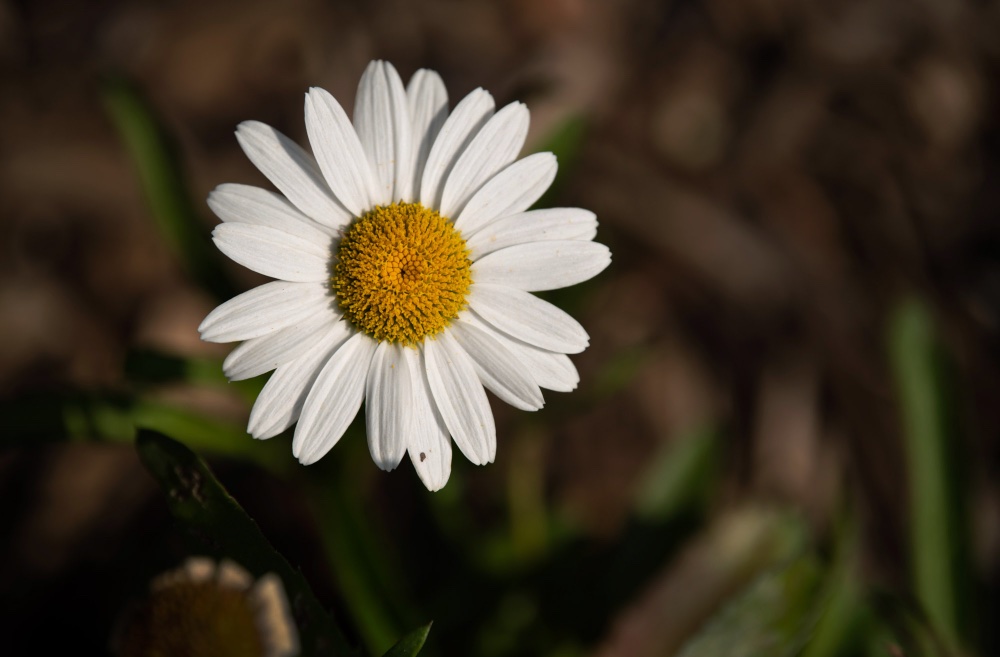 Marcia J. Haas Garden dedicated - GVNext