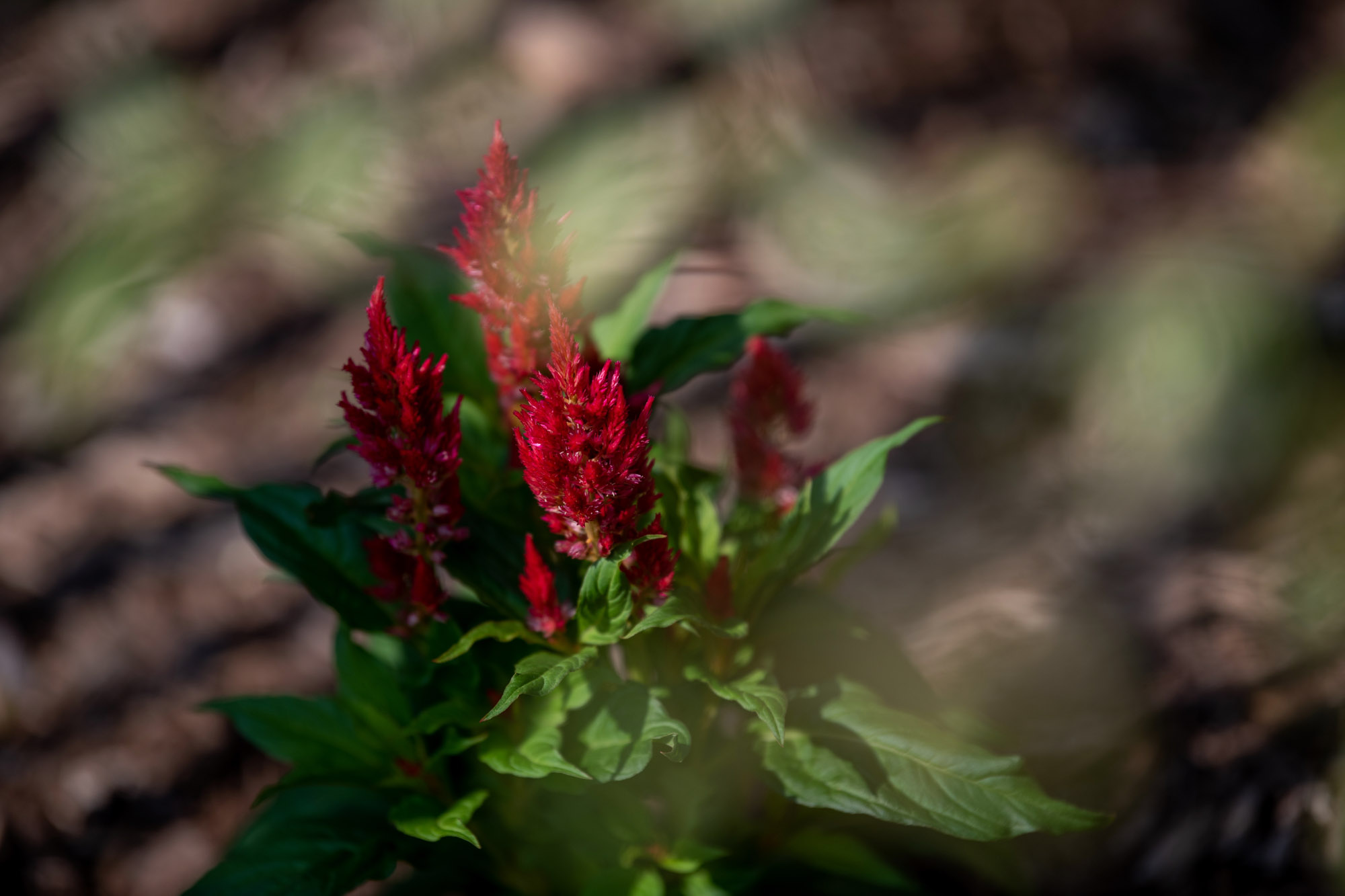 Marcia J. Haas Garden dedicated - GVNext