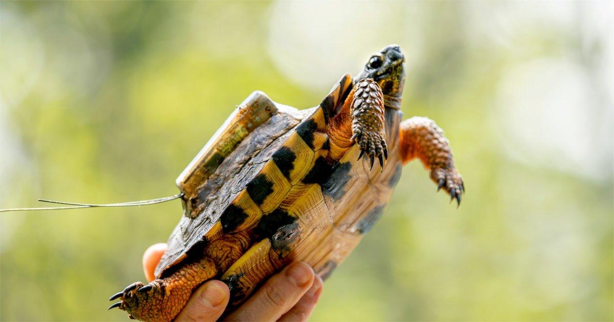 Rare turtles, opportunistic predators the focus of GVSU-led ...