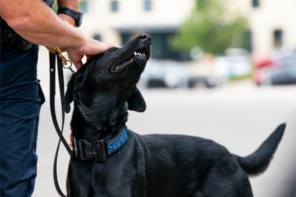 GVPD introduces new K9, Scout, to the media - GVNext