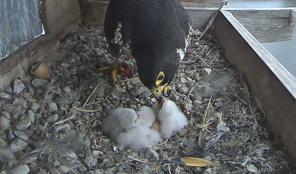 Once again, nesting peregrine falcon family making Eberhard Center home ...