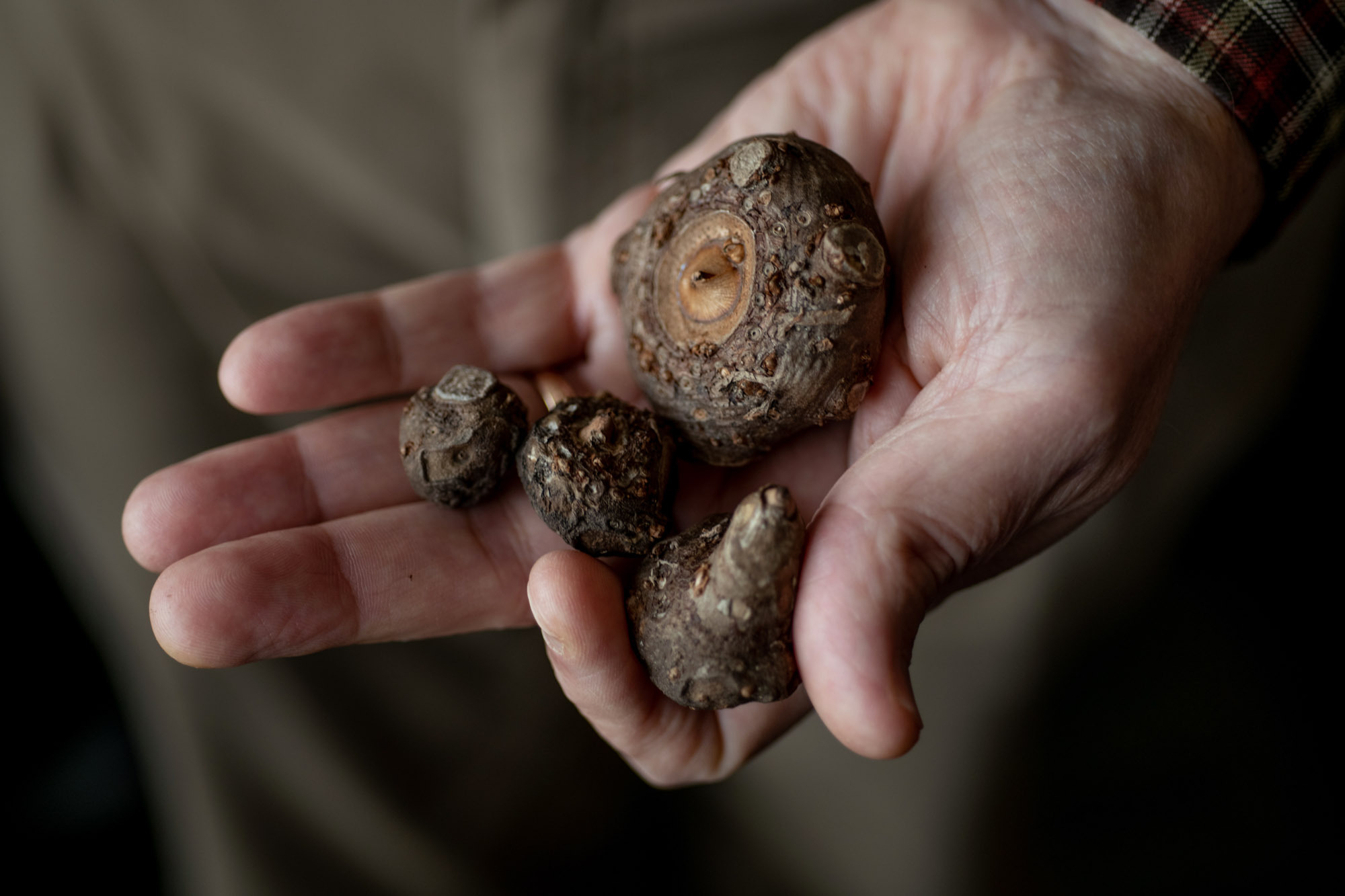 In a faculty office, a foul-smelling plant hits its peak: 'The kind of ...