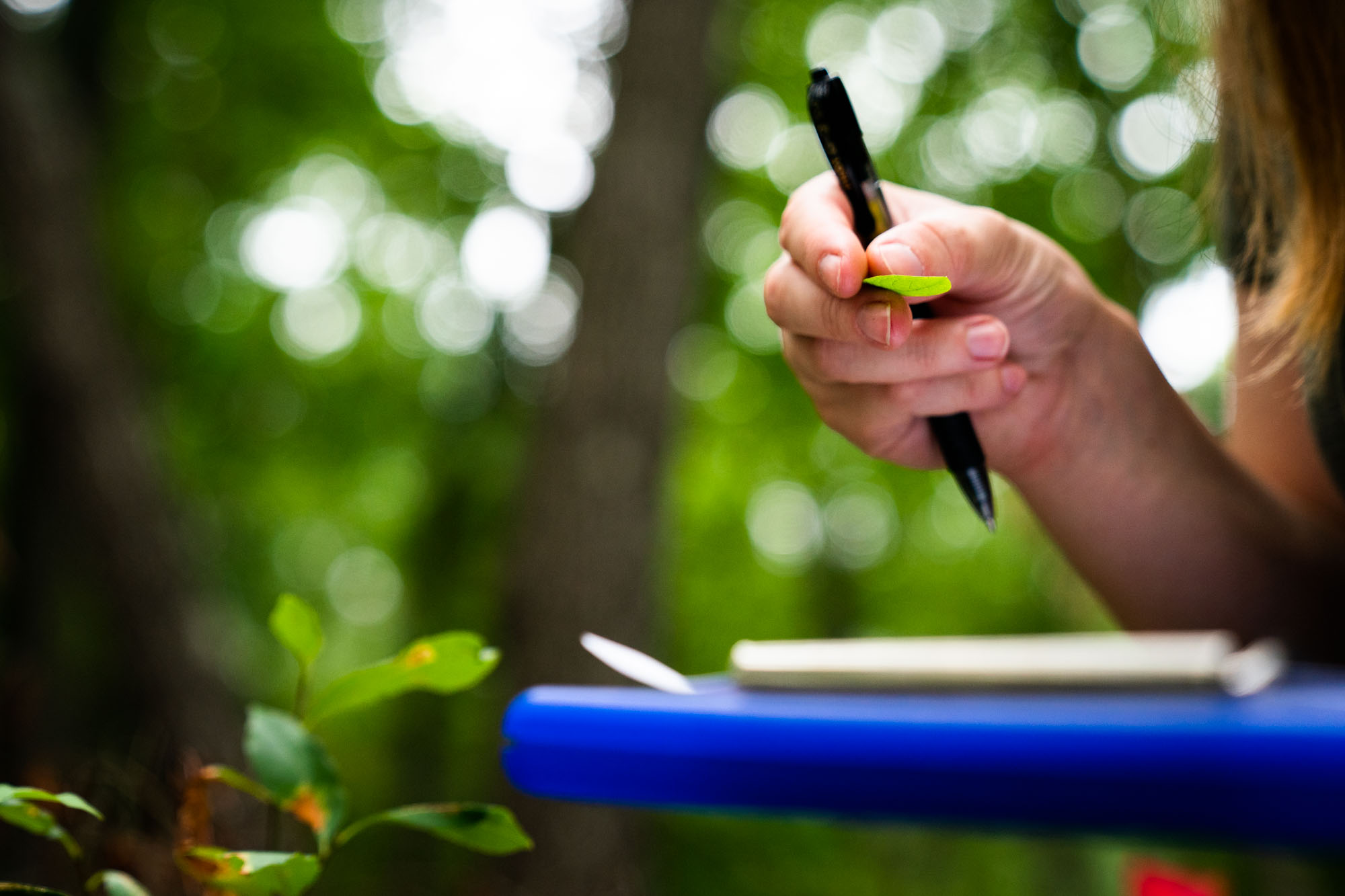 Long-term research by GVSU expert on restoring rare ecosystem's ...