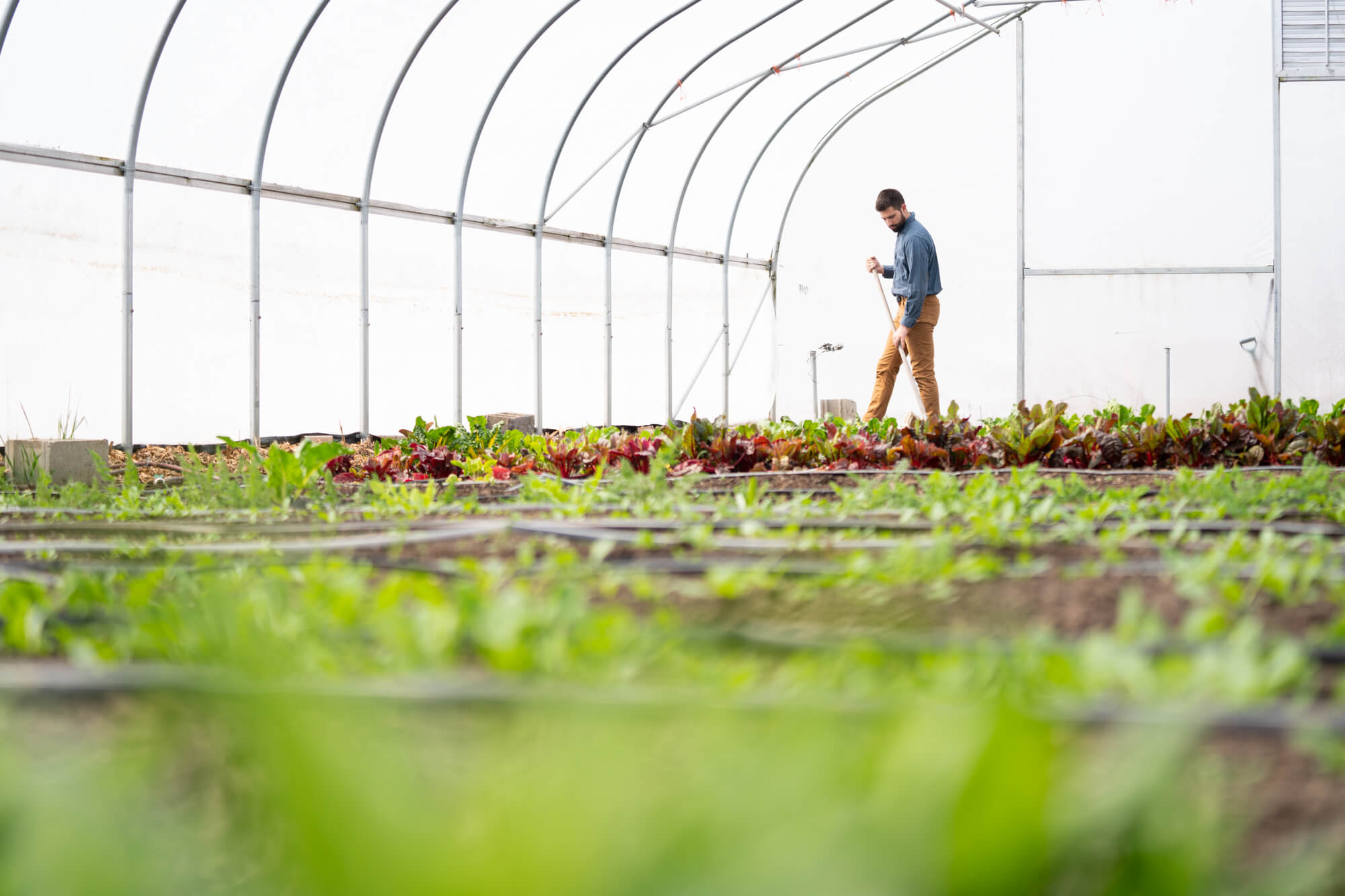 Produce from GVSU educational farm will be donated throughout growing ...