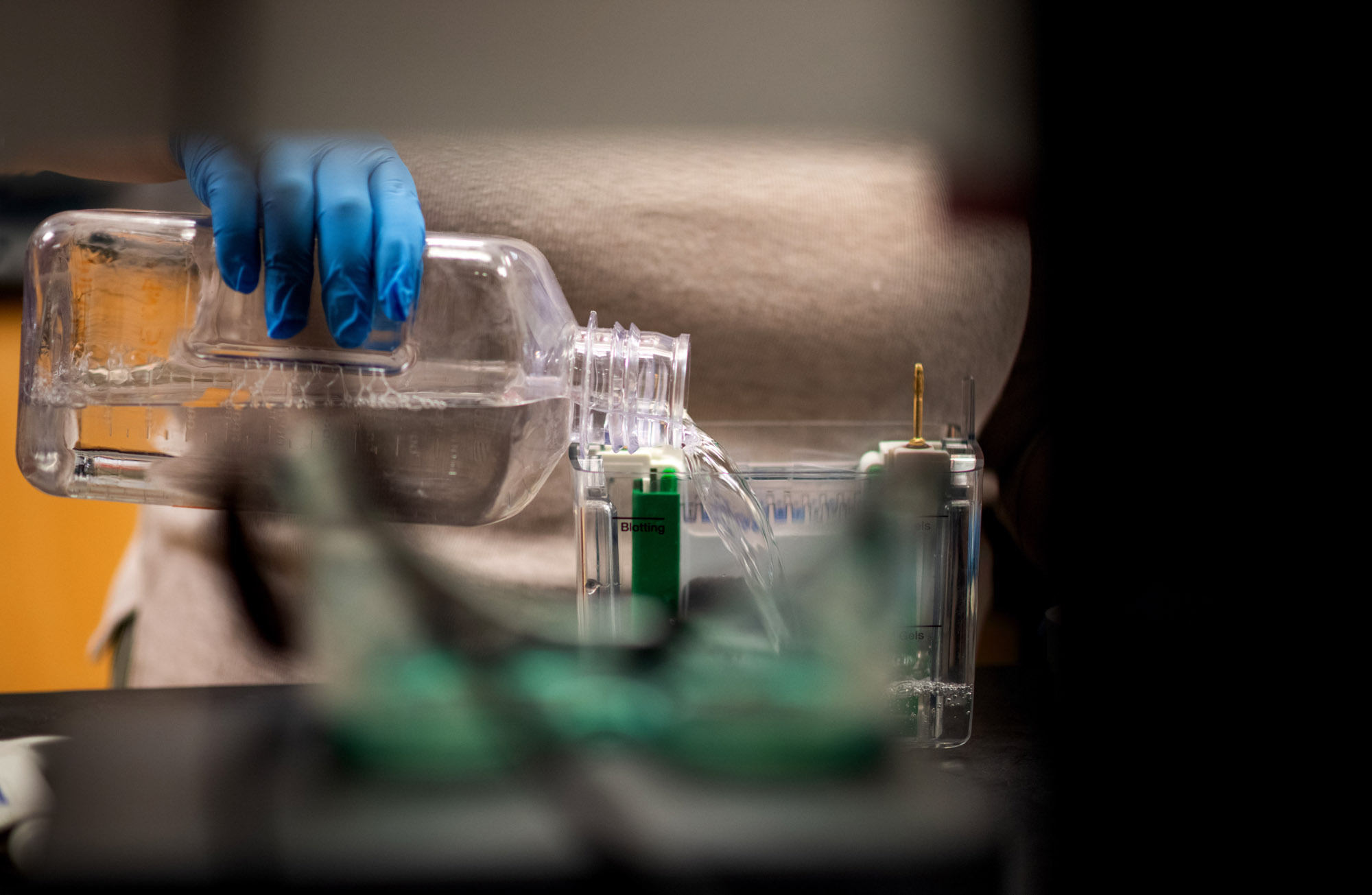 GVSU biochemistry researchers studying why opossums can resist venom of ...