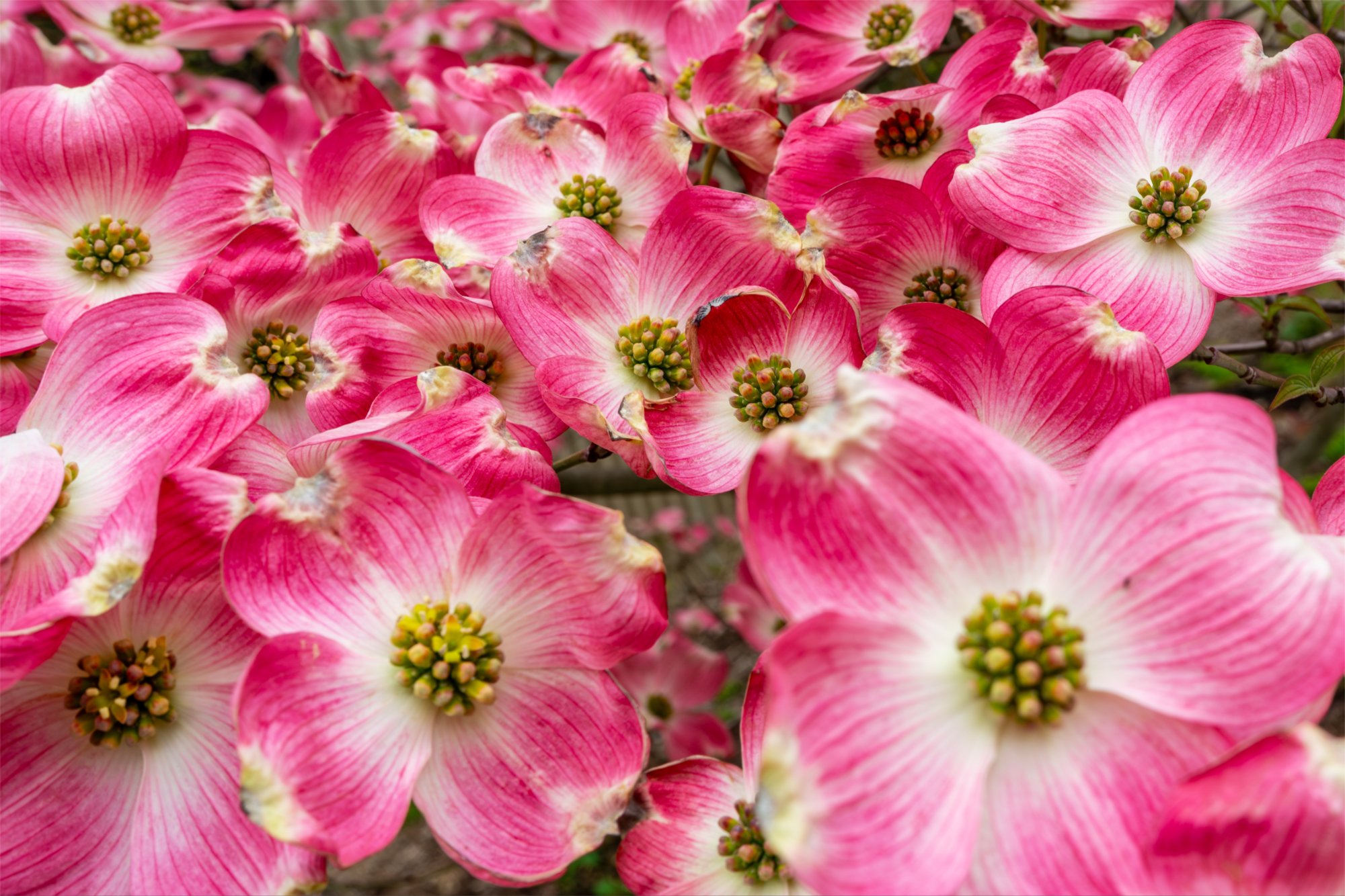 GVSU in photos, May 2025: Spring bursts forth in Grand Valley style and ...