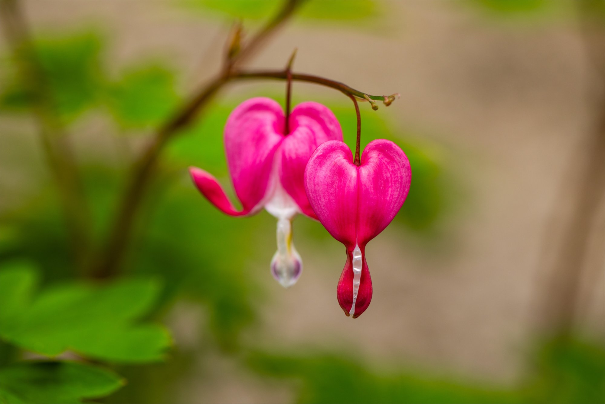 GVSU in photos, May 2025: Spring bursts forth in Grand Valley style and ...