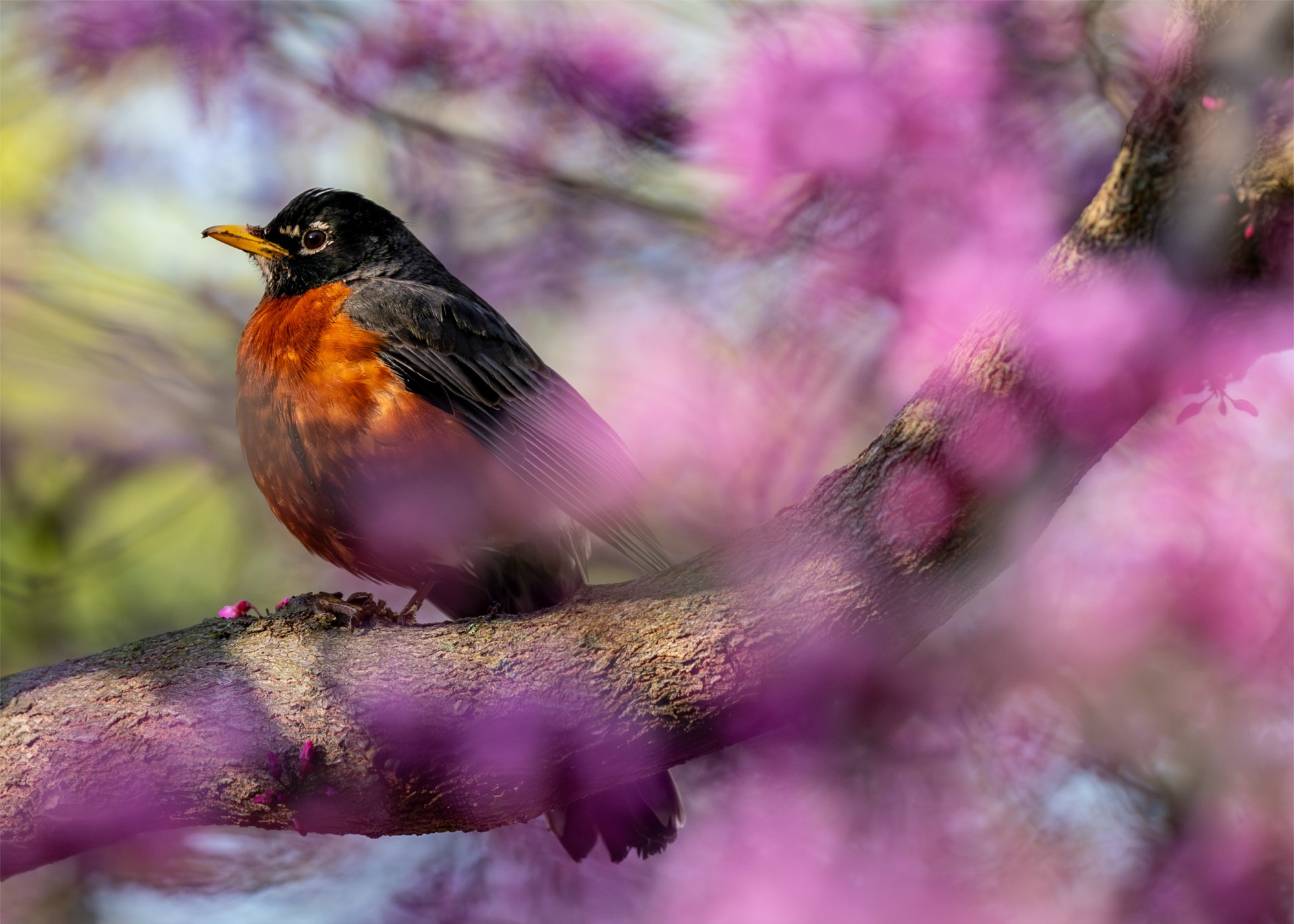 GVSU in photos, May 2025: Spring bursts forth in Grand Valley style and ...