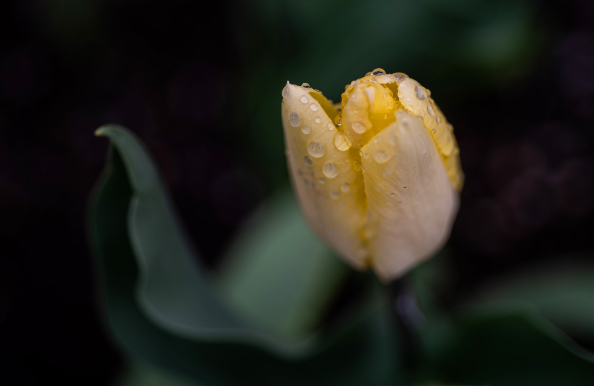 GVSU in photos, May 2025: Spring bursts forth in Grand Valley style and ...