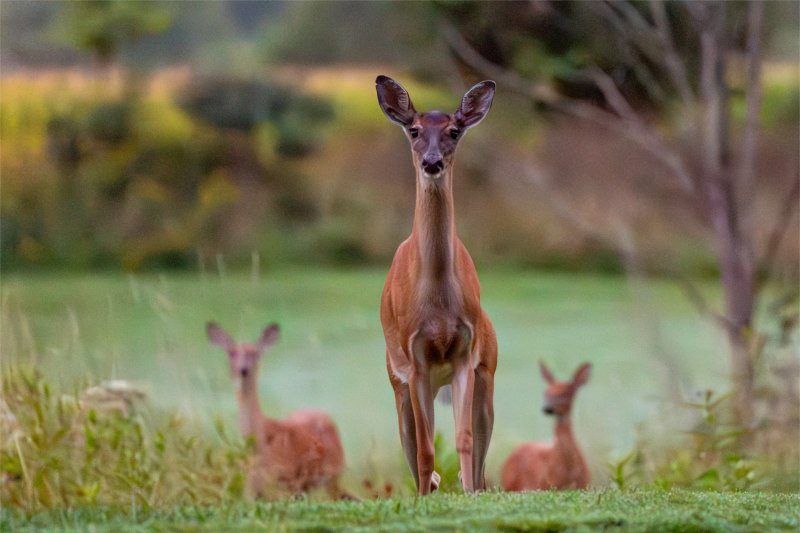 GVSU in photos: Wildlife shares in the beauty of the Allendale Campus ...